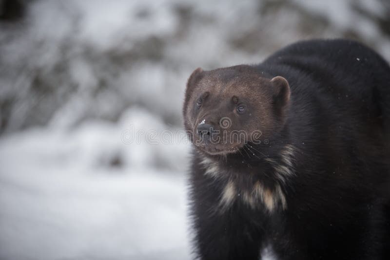 Wolveine stock image. Image of conservation, outlook - 51399703