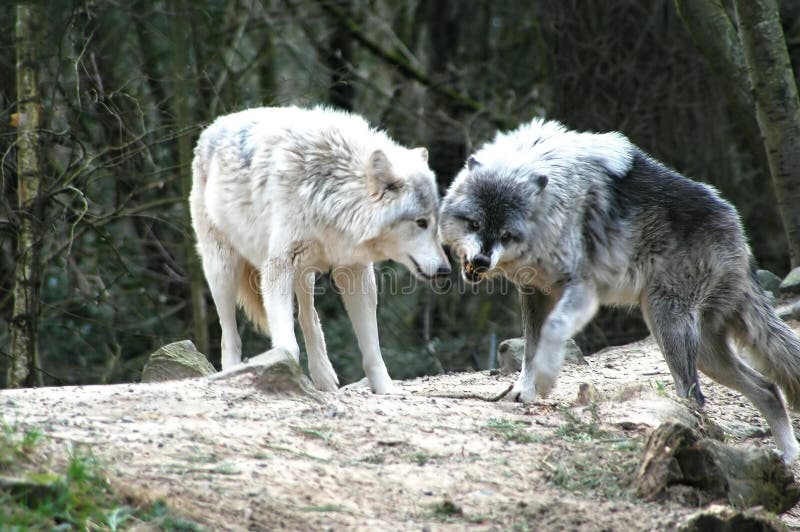 Wolven stock foto. Image of wild, wolven, provoceren, carnivoor - 1626334