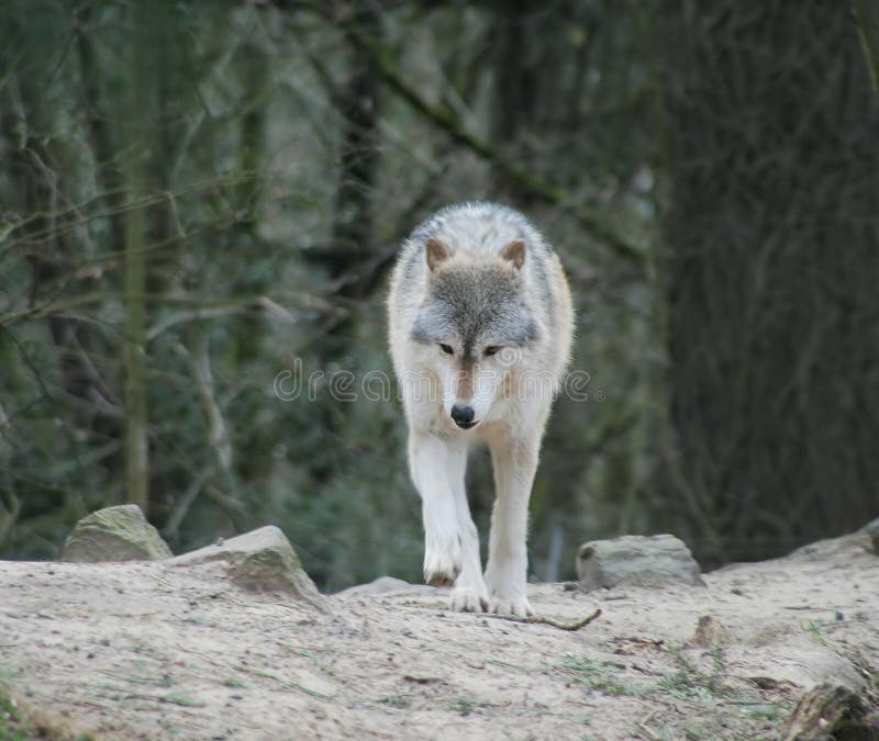 Wolven stock foto. Image of gezicht, wolven, bomen, provoceren - 1626344