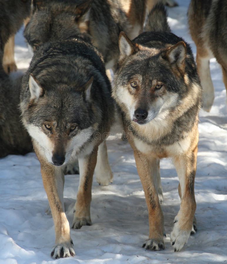 Wolven stock afbeelding. Image of gezicht, hond, wild - 4525481