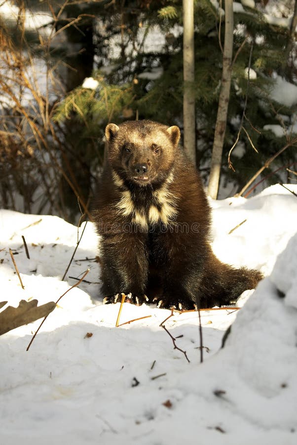Wolverine stock photo. Image of beast, animals, snow - 13622142