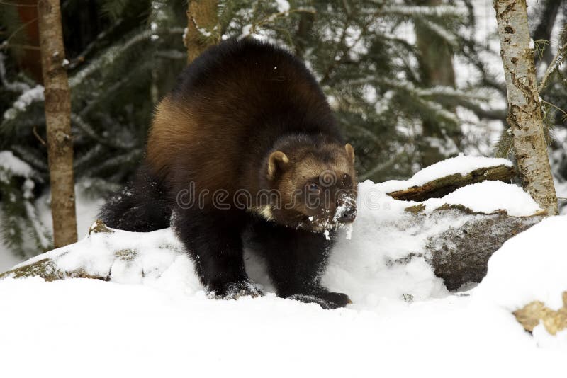 Wolverine stock photo. Image of beast, animals, snow - 13622142