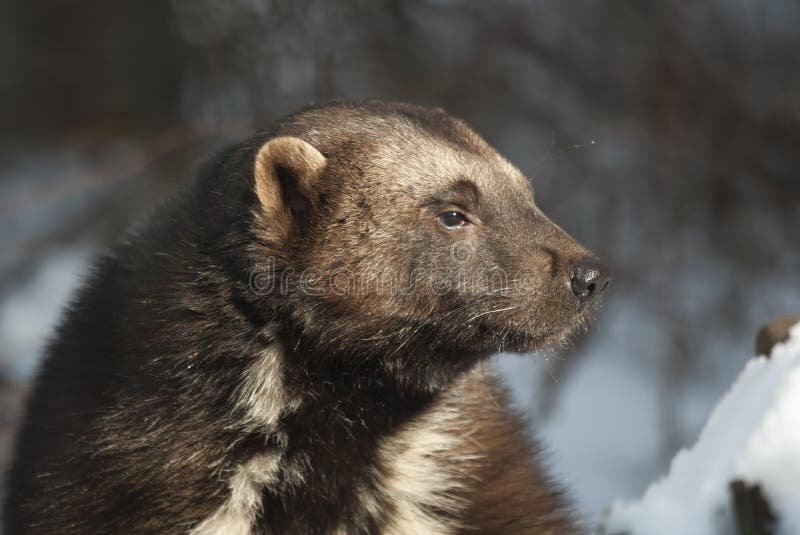 Wolverine stock photo. Image of beast, animals, snow - 13622142
