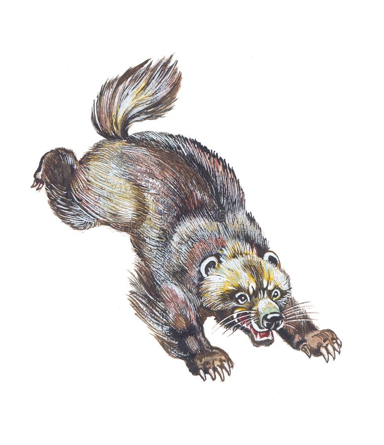 Wolverine stock illustration. Illustration of jump, fowl - 15788600