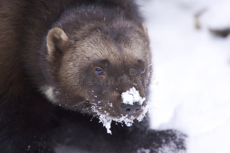 161 Wolverine Animal Angry Stock Photos - Free & Royalty-Free Stock ...