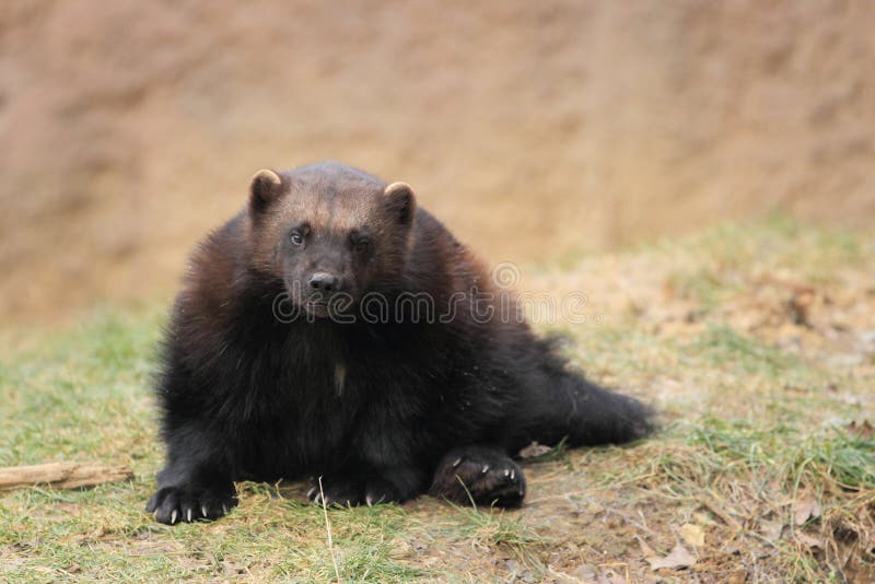 Wolverine stock image. Image of skunk, lying, quickhatch - 27611701