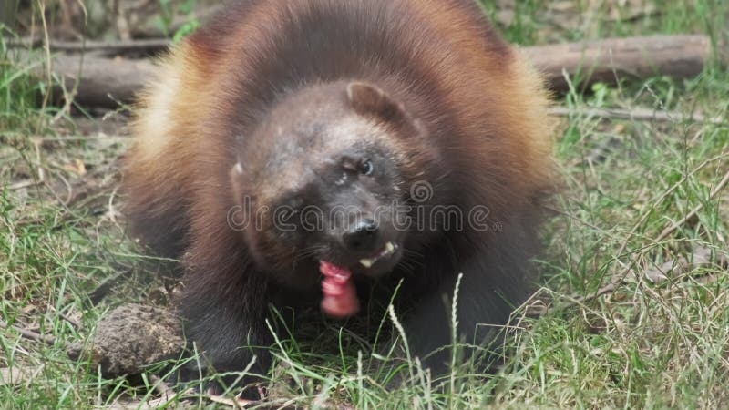 Wolverine Animal Feeding in Grass Stock Footage - Video of biting ...