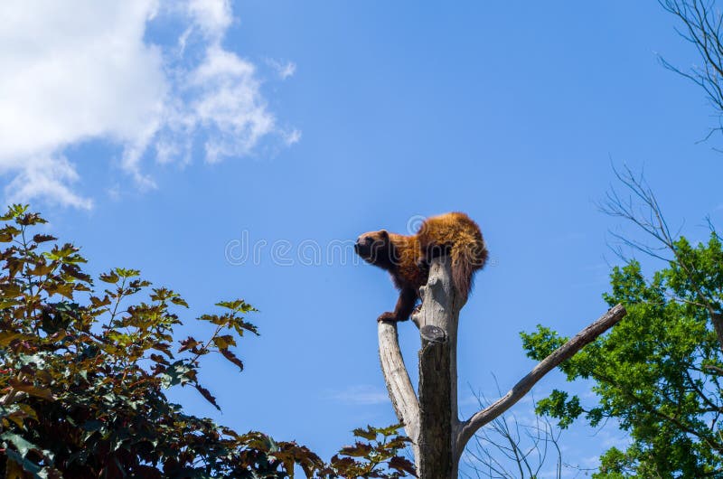 Wolverine on a tree stock image. Image of muscular, captive - 169964869