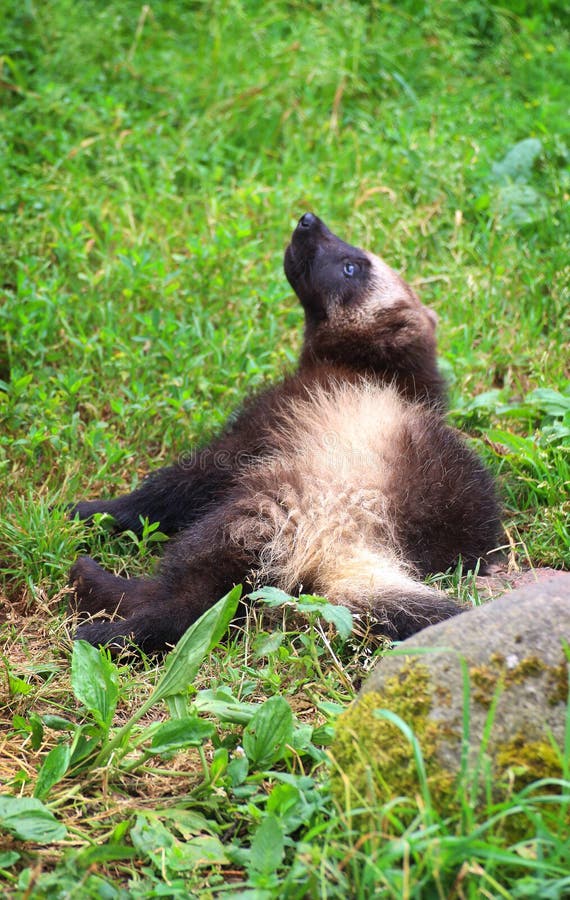 Wolverine baby stock image. Image of closeup, carnivora - 79787939