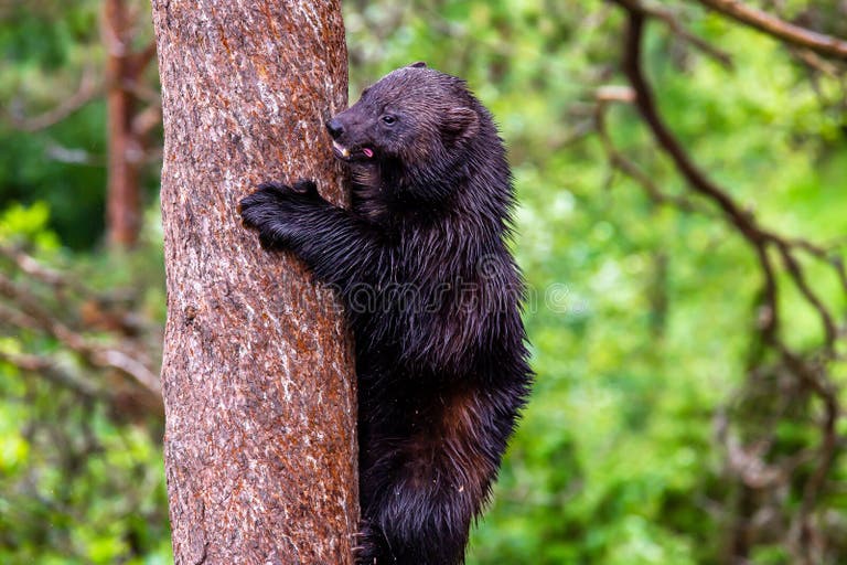 Wolverine climbing a tree stock photo. Image of trunk - 193648944
