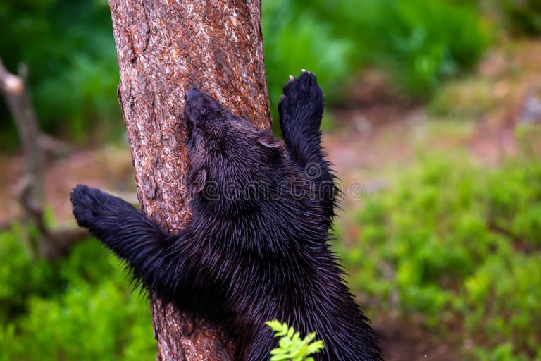Wolverine climbing a tree stock image. Image of trunk - 193648949