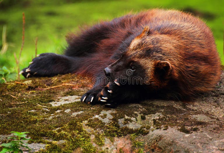 Wolverine stock image. Image of fauna, dangerous, furry - 79194899