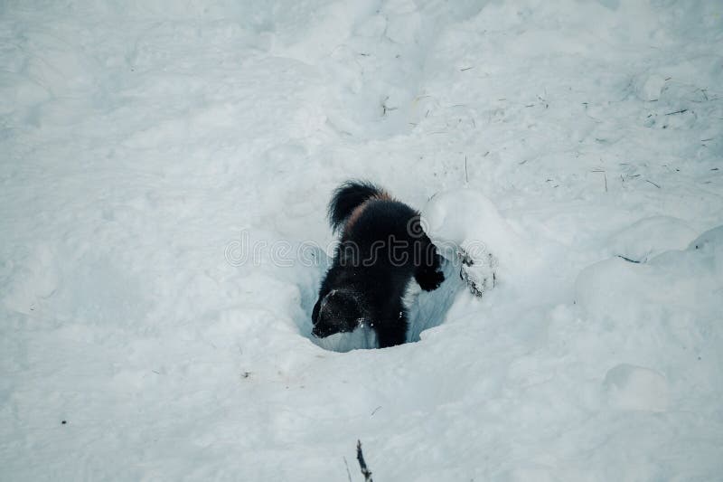 Wolverine Digging in Deep Snow in Ranua, Lapland Stock Photo - Image of ...