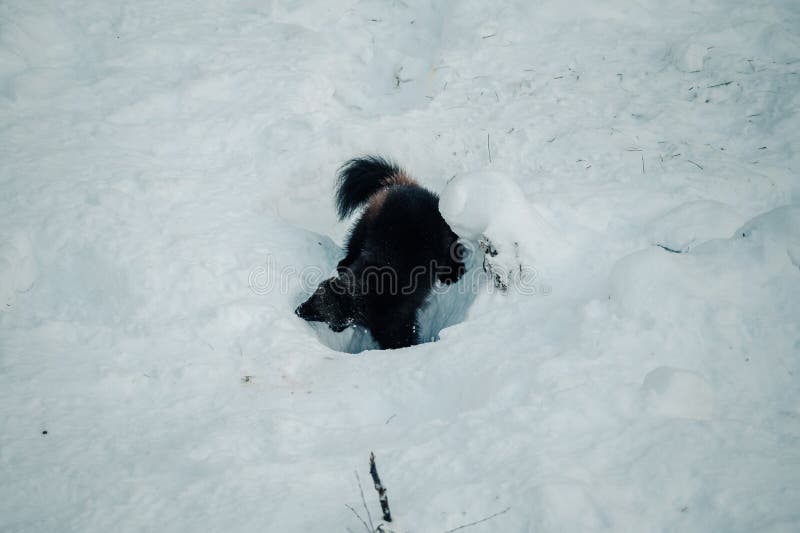 Wolverine Digging Stock Photos - Free & Royalty-Free Stock Photos from ...