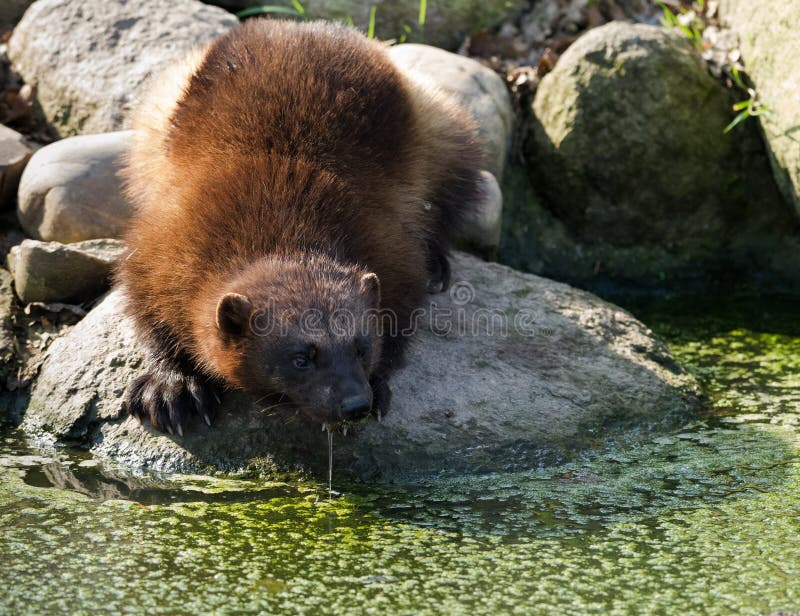 Wolverine Drinking in the Forest Stock Photo - Image of grass, animal ...