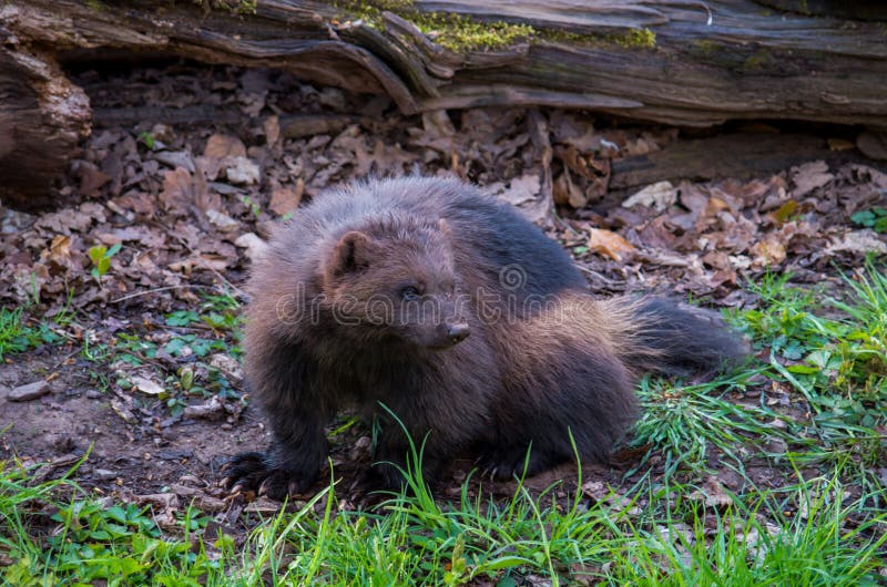European Wolverine on a Tree Stock Image - Image of forest, europe ...