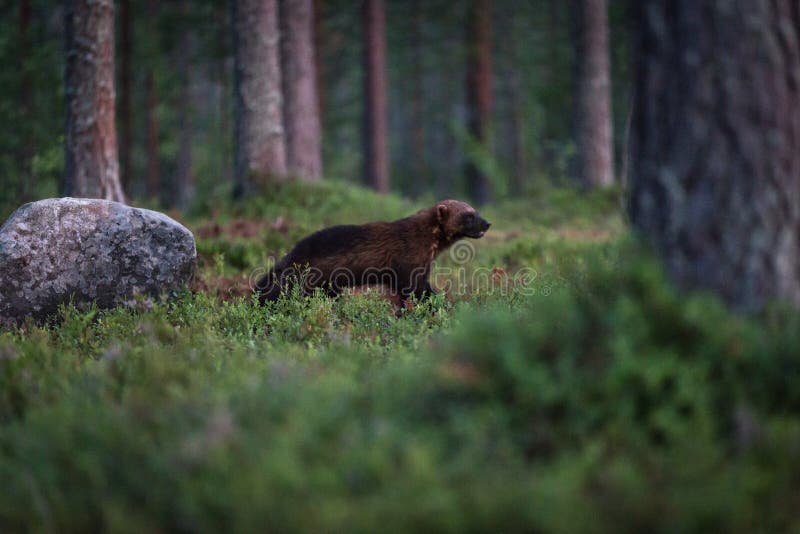 Wolverine Hunting in Forest Stock Image - Image of european, power ...