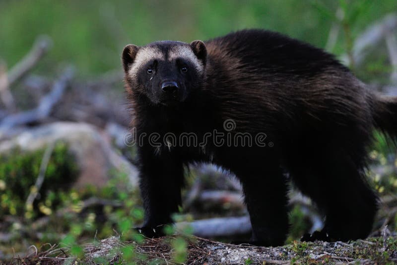 Wolverine (gulo Gulo) Sitting Stock Photo - Image of nighttime, fuiry ...
