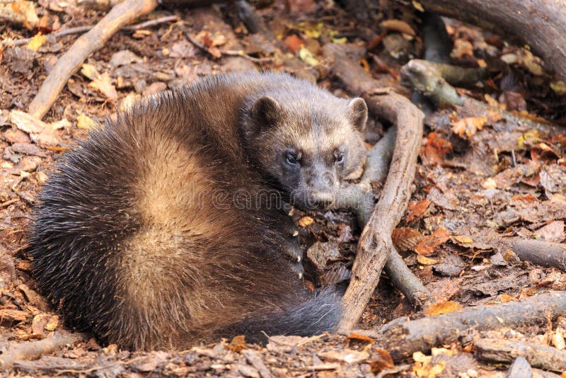 Wolverine in Autumn Forest Lake Habitat. Animal Running in Autumn ...