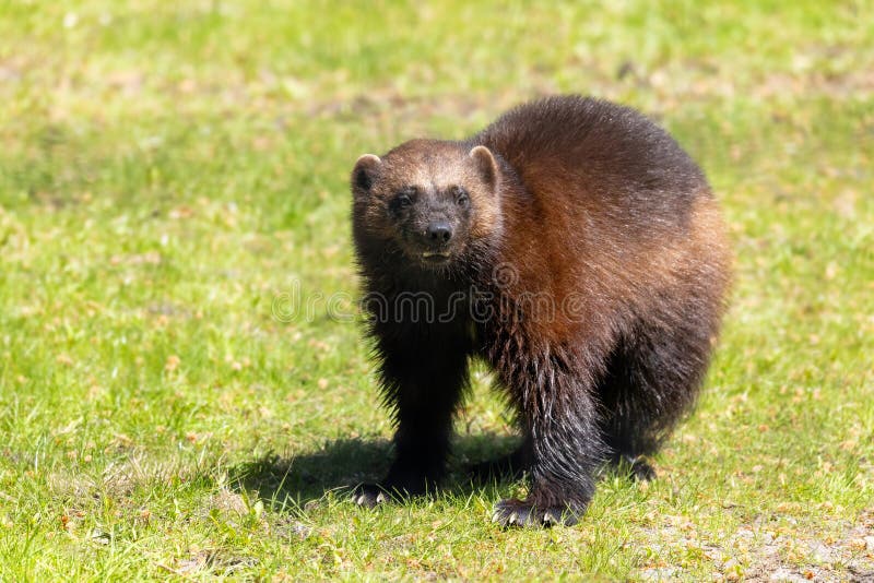 2,116 Wolverine Stock Photos - Free & Royalty-Free Stock Photos from ...