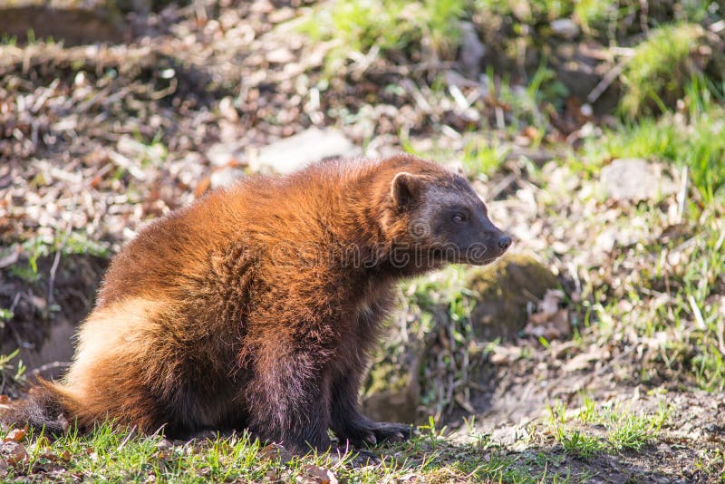 Wolverine, gulo de Gulo image stock. Image du endangered - 37818381
