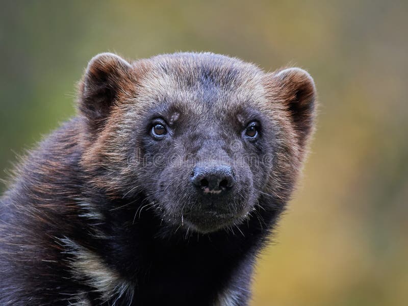 Gulo del Gulo di Wolverine fotografia stock. Immagine di fauna - 83607604