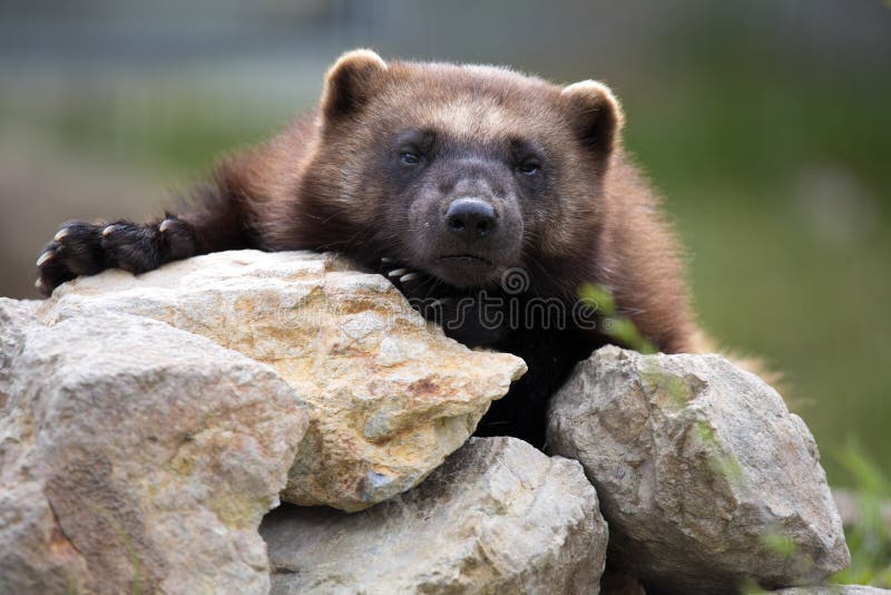 Wolverine, Gulo Do Gulo, Um Animal Enorme Foto de Stock - Imagem de ...