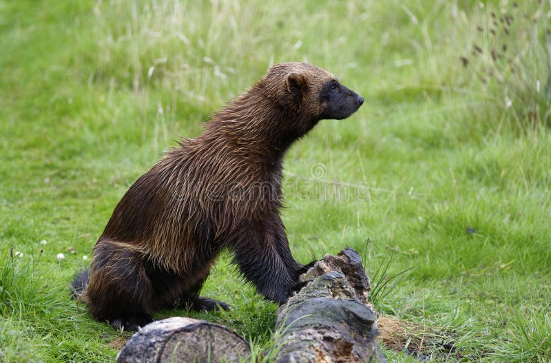 Wolverine stock photo. Image of animal, gulo, wolverine - 131101720