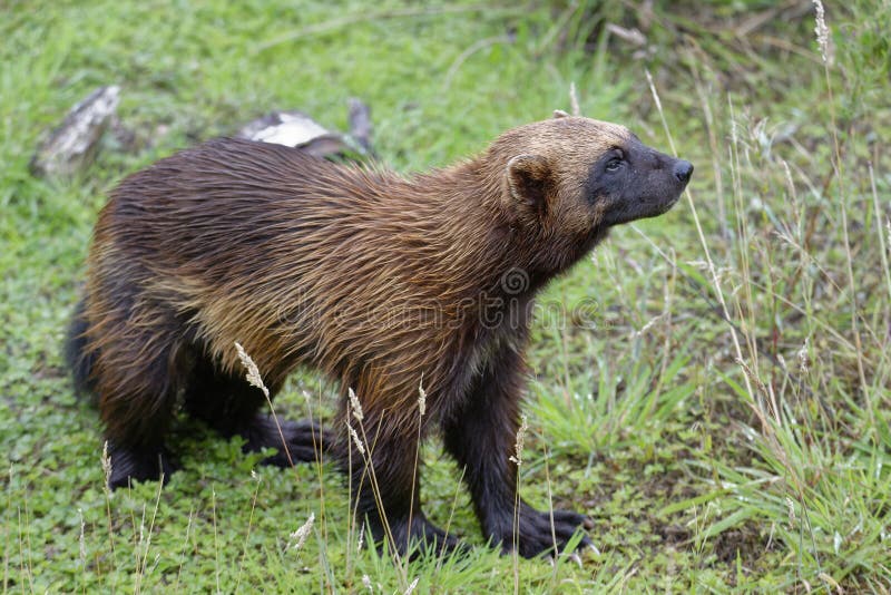 Wolverine stock image. Image of large, forests, wildlife - 131101763