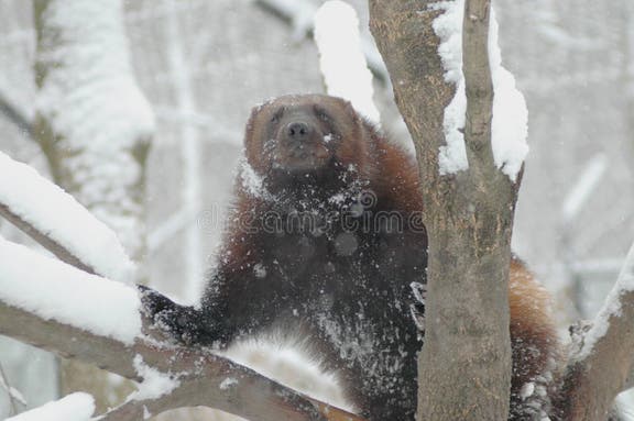 Wolverine (Gulo gulo) stock image. Image of arctic, scavenger - 15083557