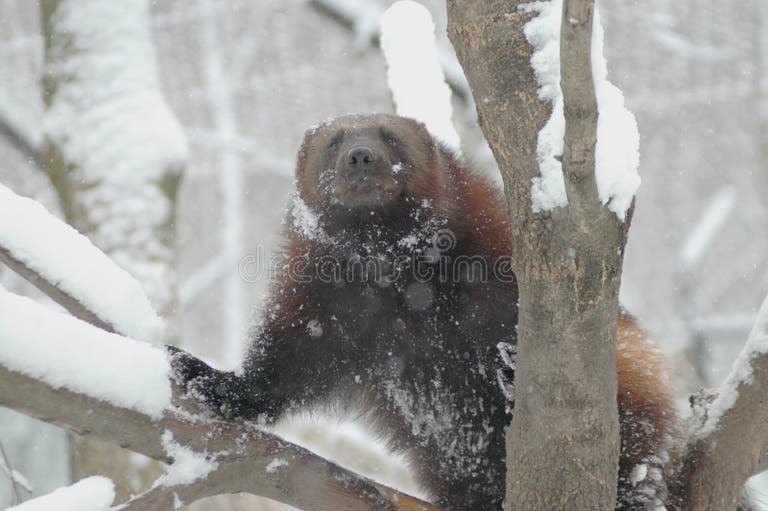 Wolverine (Gulo gulo) stock image. Image of arctic, scavenger - 15083557