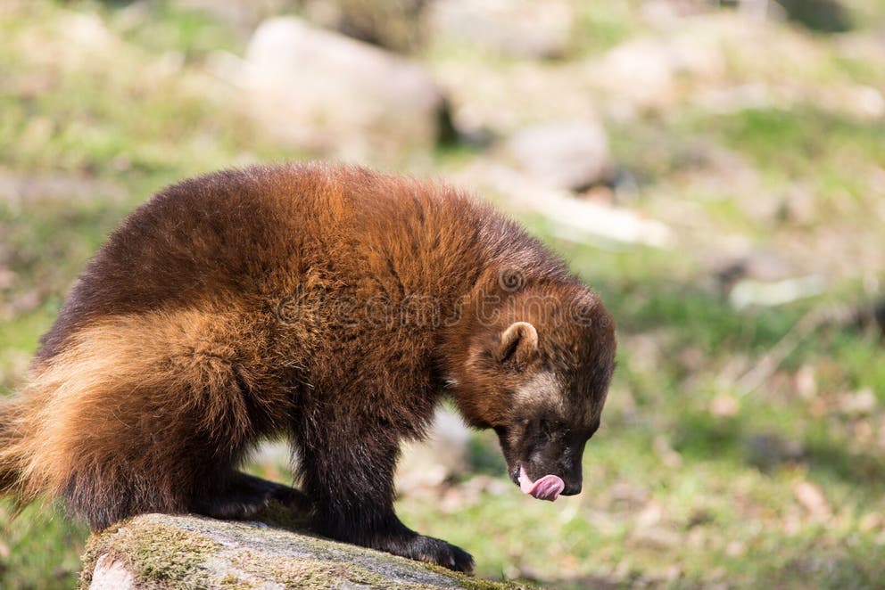 Wolverine, Gulo gulo stock photo. Image of gulo, aggressive - 37818370