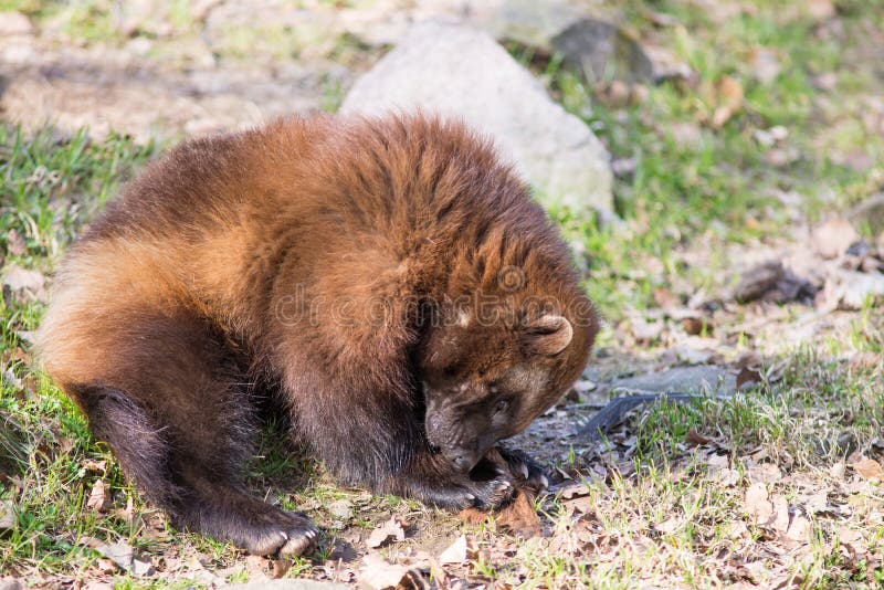 Wolverine, Gulo gulo stock photo. Image of mammal, gulo - 37818644