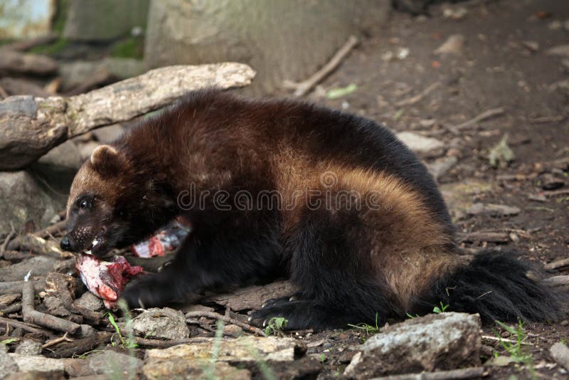 Wolverine (Gulo Gulo), Also Known As the Glutton. Stock Image - Image ...