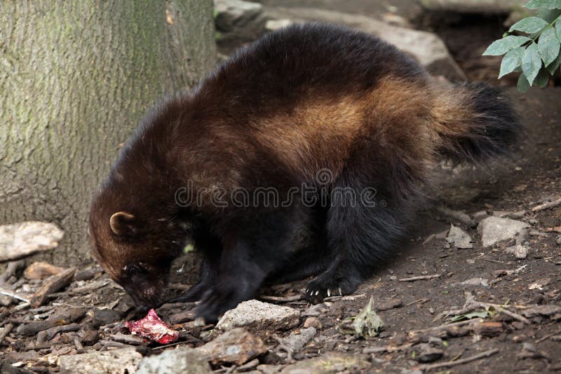 Wolverine (Gulo Gulo), Also Known As the Glutton. Stock Photo - Image ...
