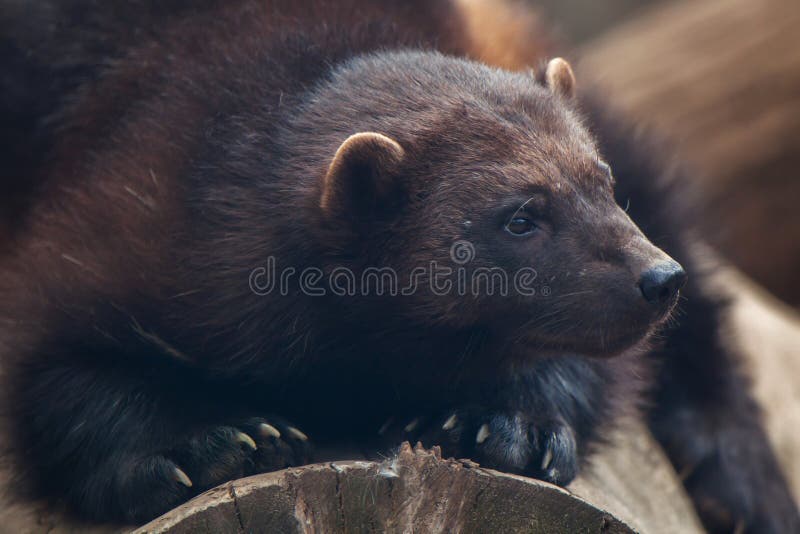 Wolverine Gulo gulo stock image. Image of alaska, eurasia - 102735267