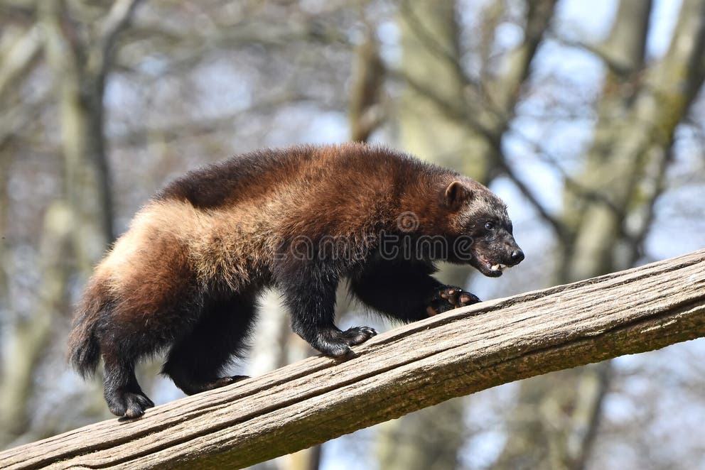 Wolverine (gulo gulo) stock photo. Image of nature, habitat - 52800504