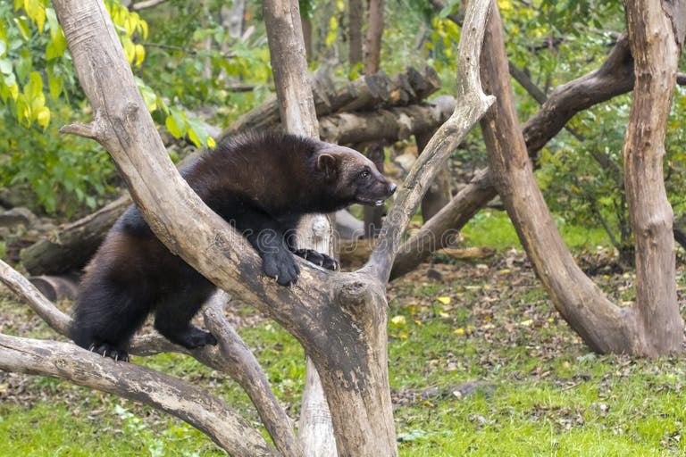 Wolverine (Gulo gulo) stock image. Image of climb, branch - 46215991