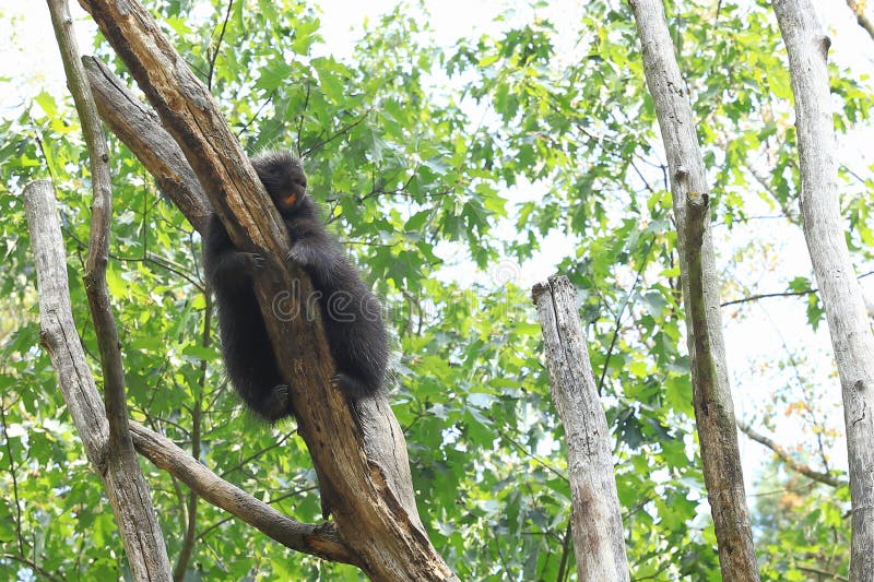 Wolverine on tree stock photo. Image of wild, decin - 299045296