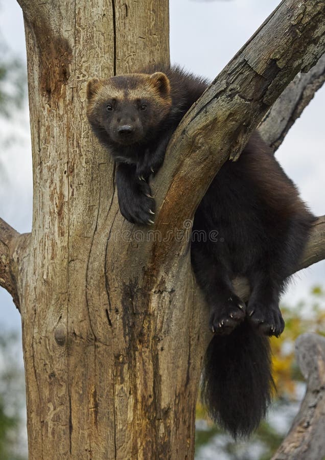 The wolverine Gulo gulo stock image. Image of glutton - 88205371