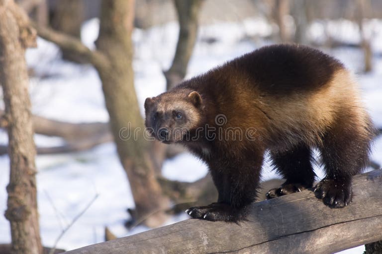 Wolverine (Gulo gulo gulo) stock image. Image of trunk - 18822757
