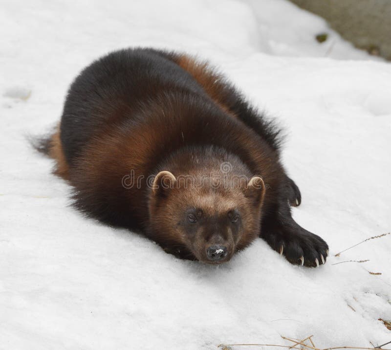 Wolverine, Gulo Gulo Gulo is Latin for `glutton`, Also Referred To As ... Wolverine, Gulo Gulo Gulo is Latin for `glutton`, Also Referred To As ...