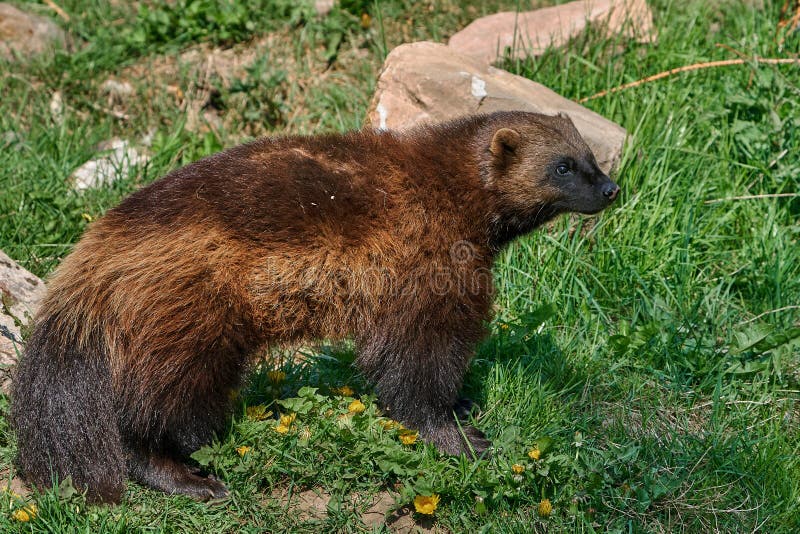 Wolverine Gulo gulo stock image. Image of natural, fauna - 182323139