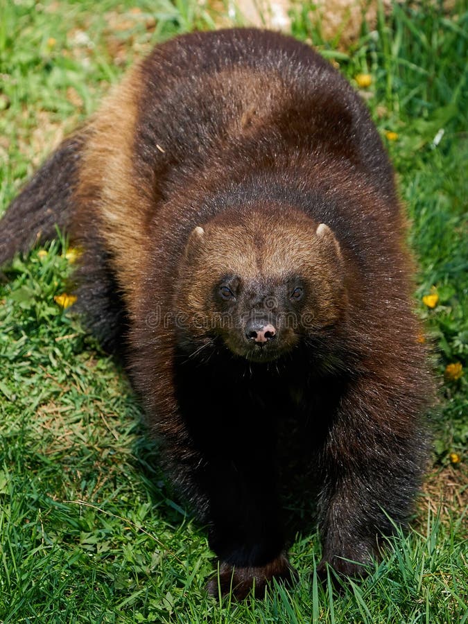 Wolverine Gulo gulo stock image. Image of mammal, fauna - 182323173