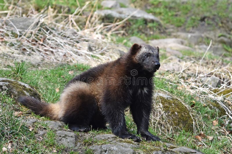 Wolverine (gulo gulo) stock image. Image of wild, wildlife - 55045011