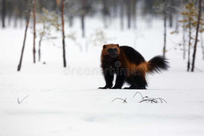 The Wolverine Gulo Gulo on the Snow Stock Image - Image of glutton ...