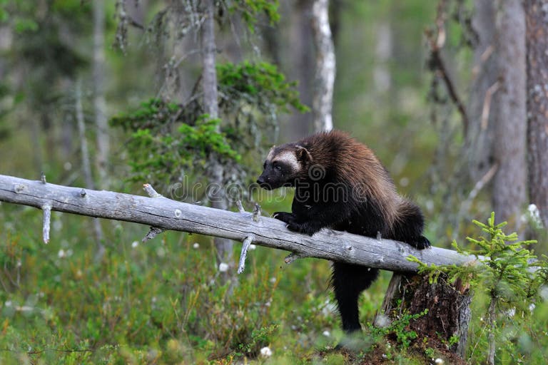 Wolverine (gulo Gulo) on a Tree Stock Image - Image of land, glutton ...