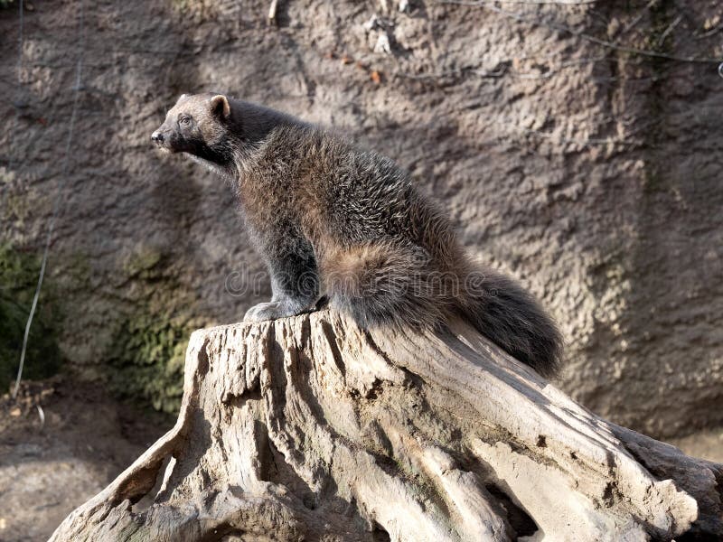 Wolverine, Gulo Gulo, is a Very Agile Strong Beast Stock Photo - Image ...