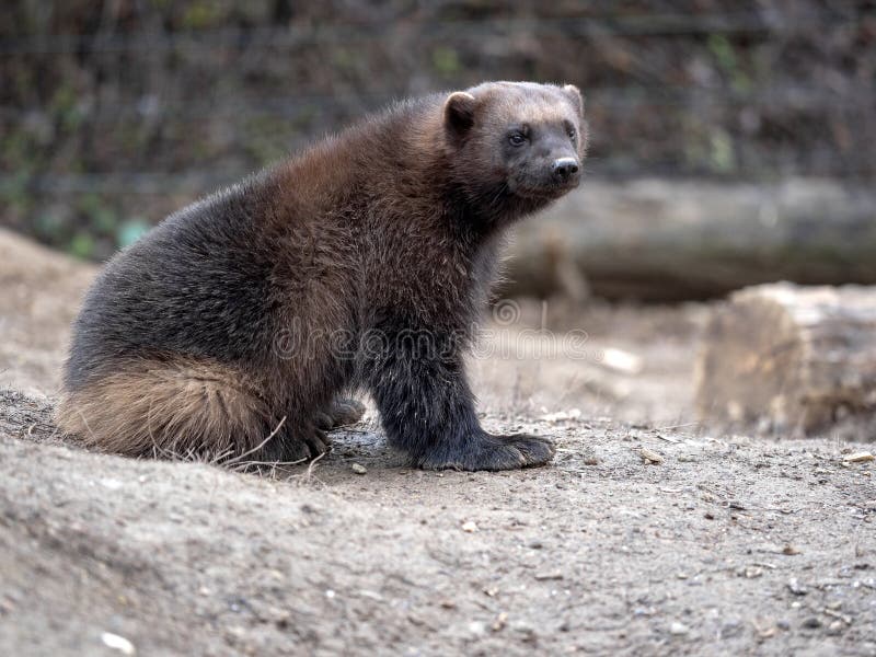 Wolverine, Gulo Gulo, is a Very Agile Strong Beast Stock Image - Image ...