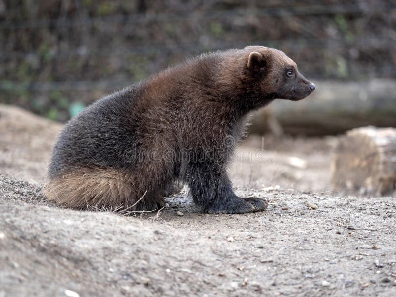 Wolverine, Gulo Gulo, is a Very Agile Strong Beast Stock Photo - Image ...